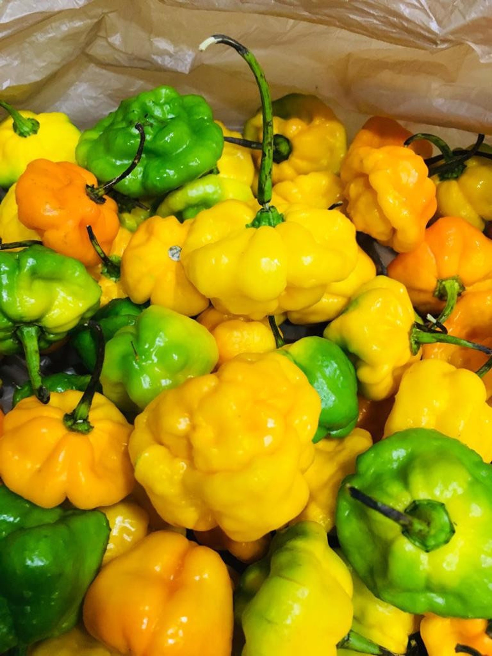 Whole Fresh Scotch Bonnet Peppers. Fresh Pods of Genuine Scotch Bonnets ...