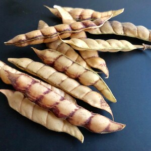 Pigeon Peas / Gungo Peas / Gandules - Dried - Etsy