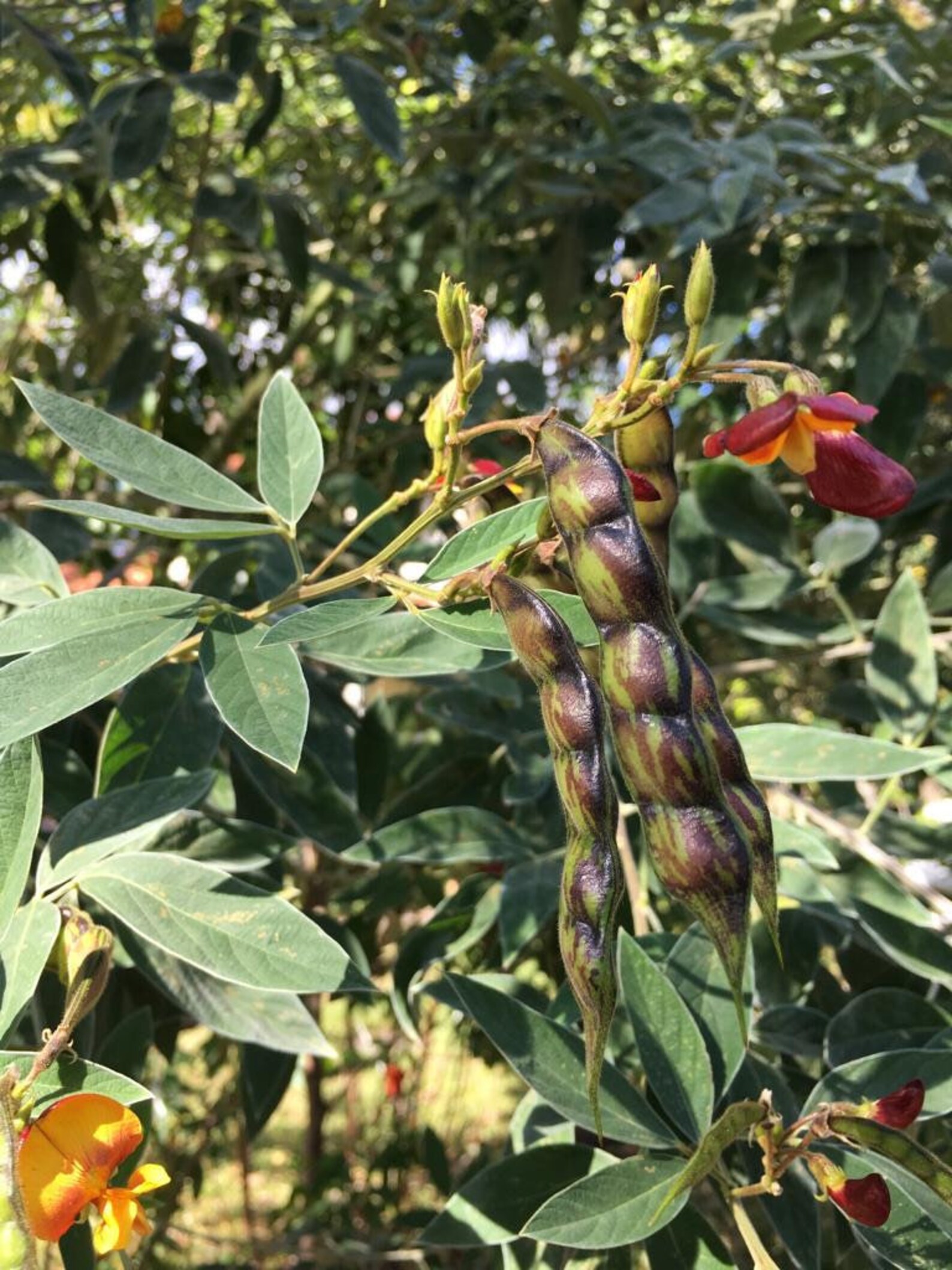 Pigeon Peas / Gungo Peas / Gandules - Dried - Etsy