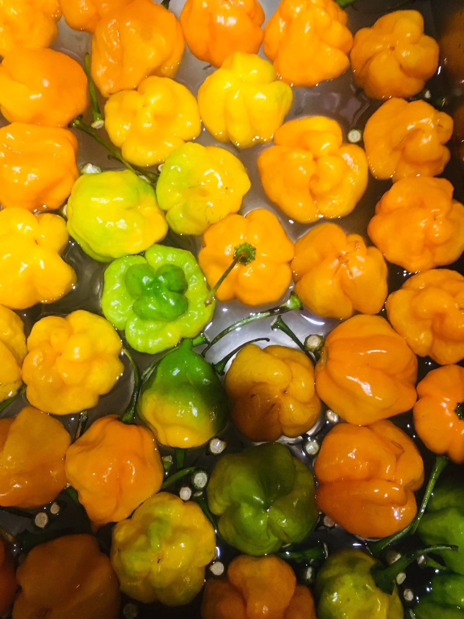 Whole Fresh Scotch Bonnet Peppers. Fresh Pods of Genuine Scotch Bonnets ...