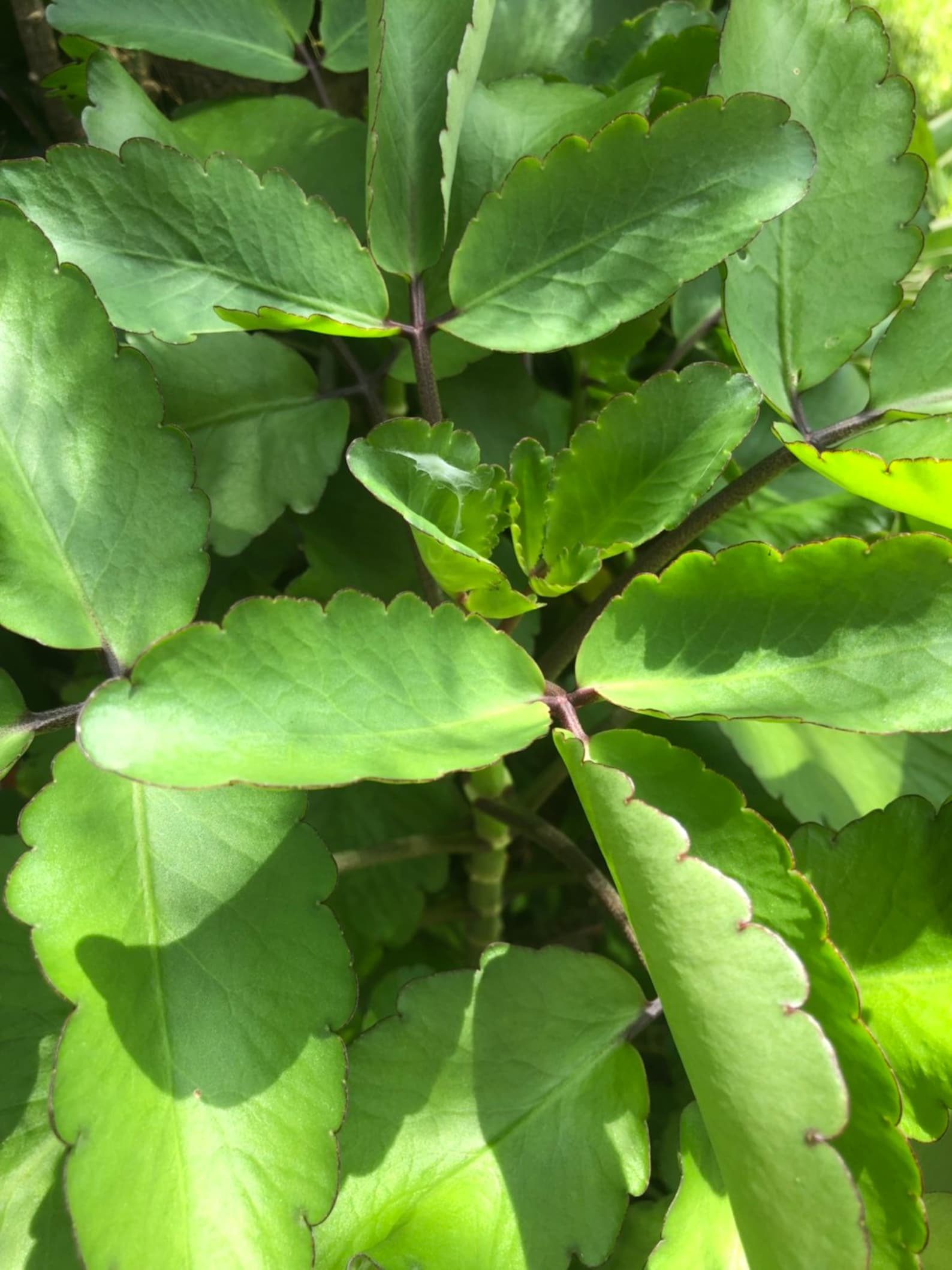 Fresh Jamaican Leaf of Life Herbs Organically Grown Leaves | Etsy
