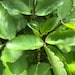 Fresh Jamaican Leaf of Life Herbs Organically Grown, Leaves ONLY - Etsy