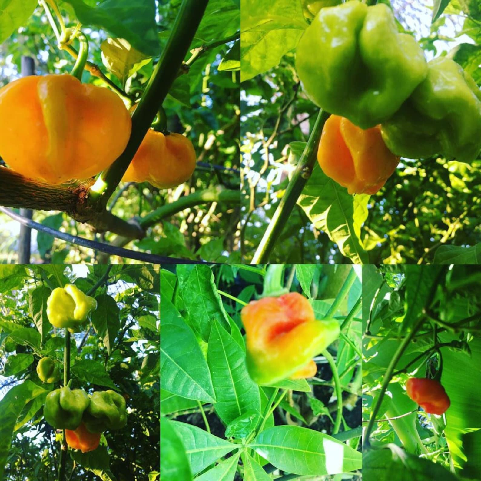 Whole Fresh Scotch Bonnet Peppers. Fresh Pods of Genuine Scotch Bonnets ...