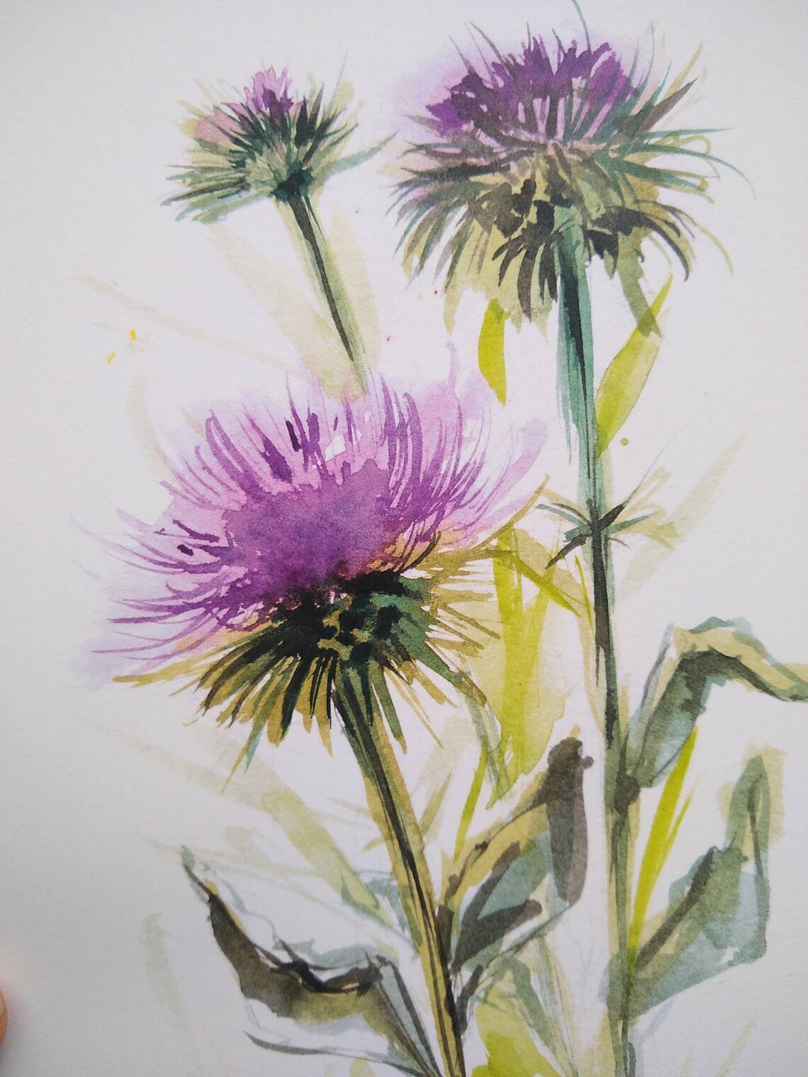 Thistle Watercolor, Thistle Plant, Wildflowers Art Print, Thistle ...