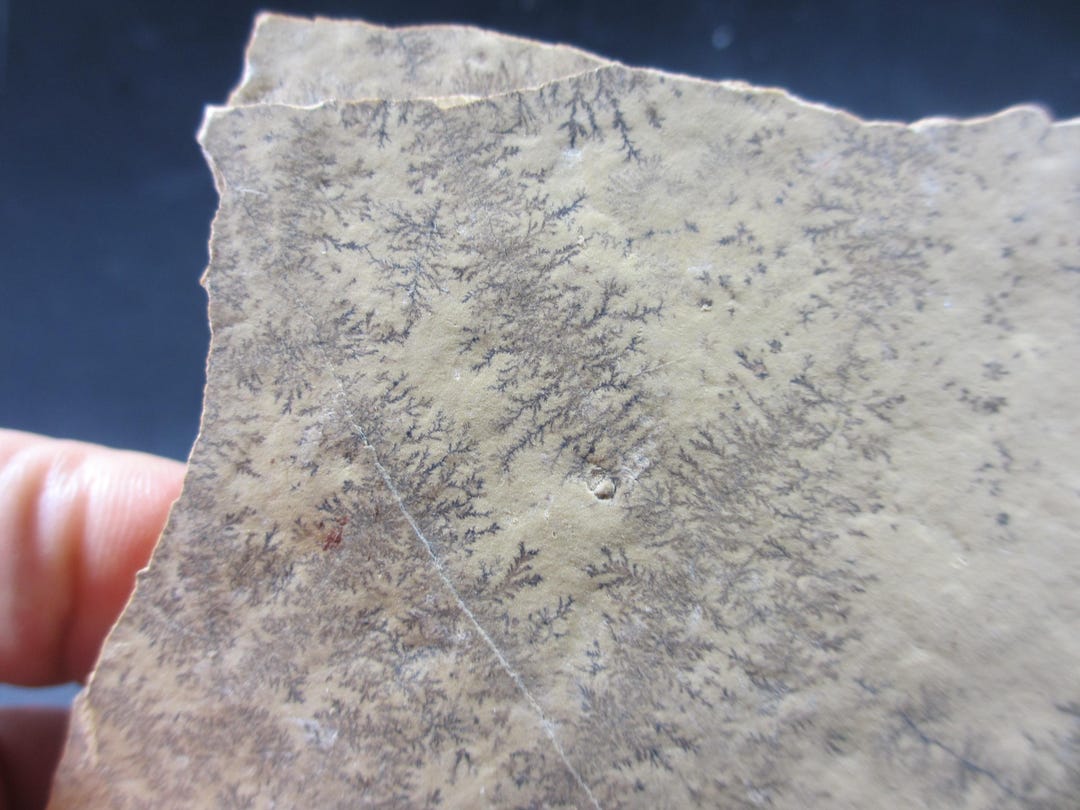 Fissural Microbialites, Dendrites, Dendritic Bacterial Colonies ...