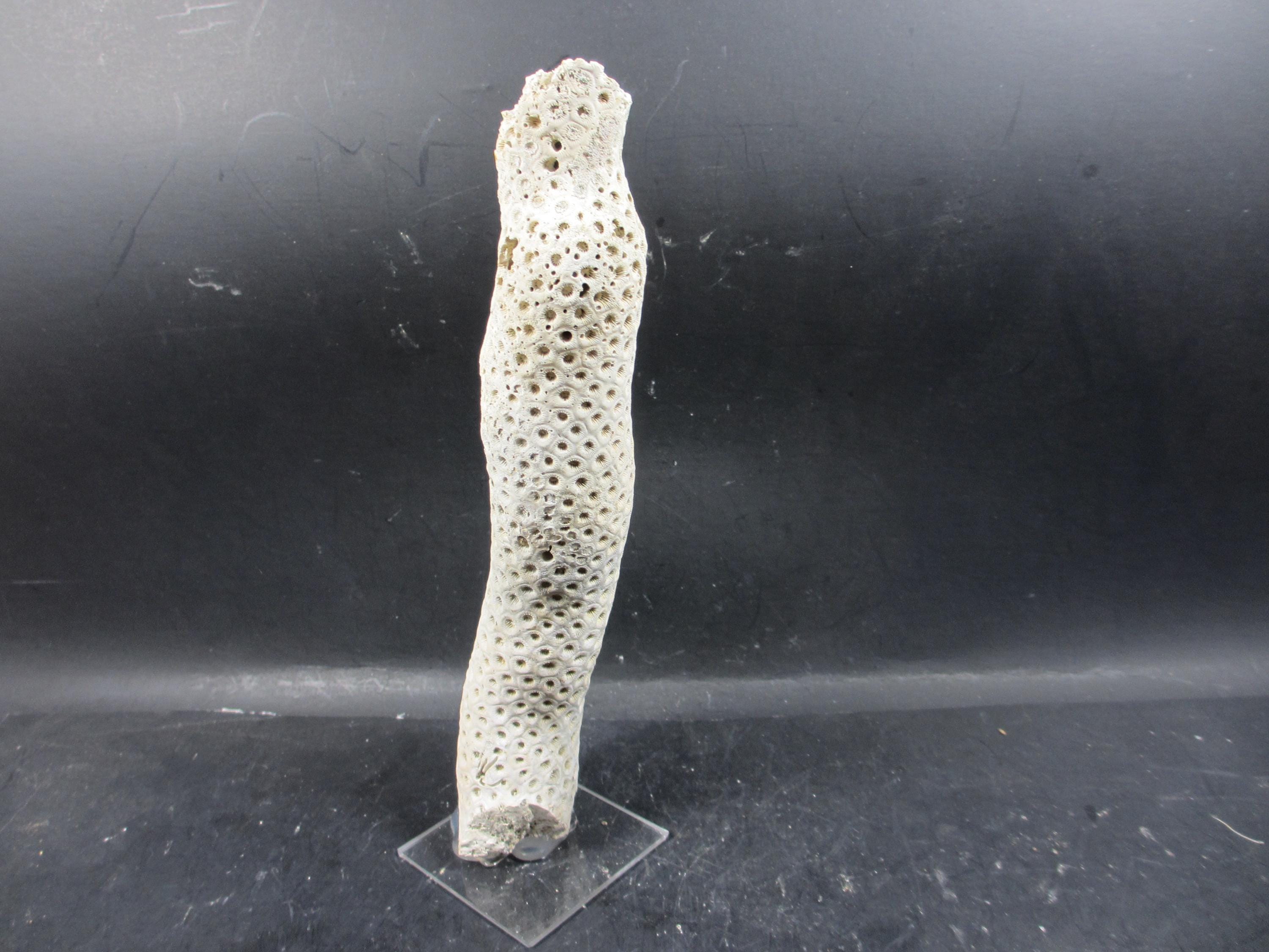 Fossil Coral Branch, Septastrea Crassa, Pliocene Specimen, Florida - Etsy