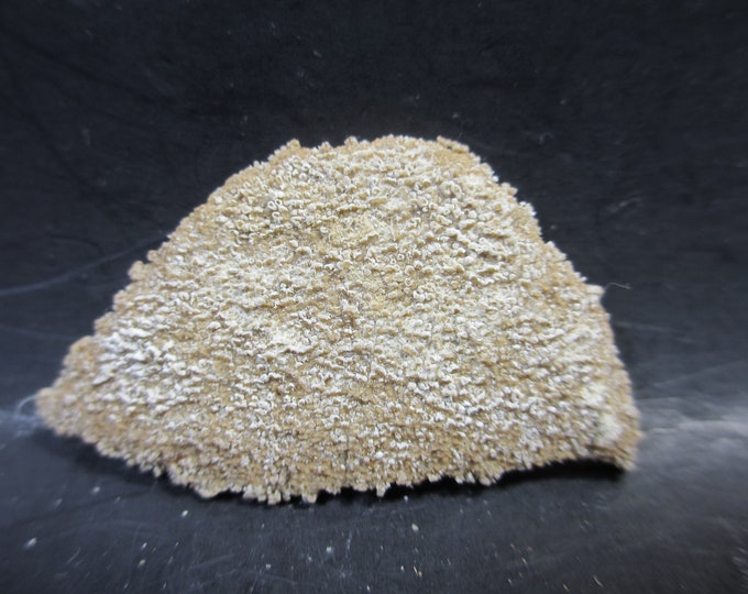 Dinosaur Egg Shell Section, Saltasaurus, Late Cretaceous, Fine ...