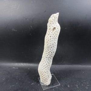 Fossil Coral Branch, Septastrea Crassa, Pliocene Specimen, Florida - Etsy