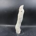 Fossil Coral Branch, Septastrea Crassa, Pliocene Specimen, Florida - Etsy