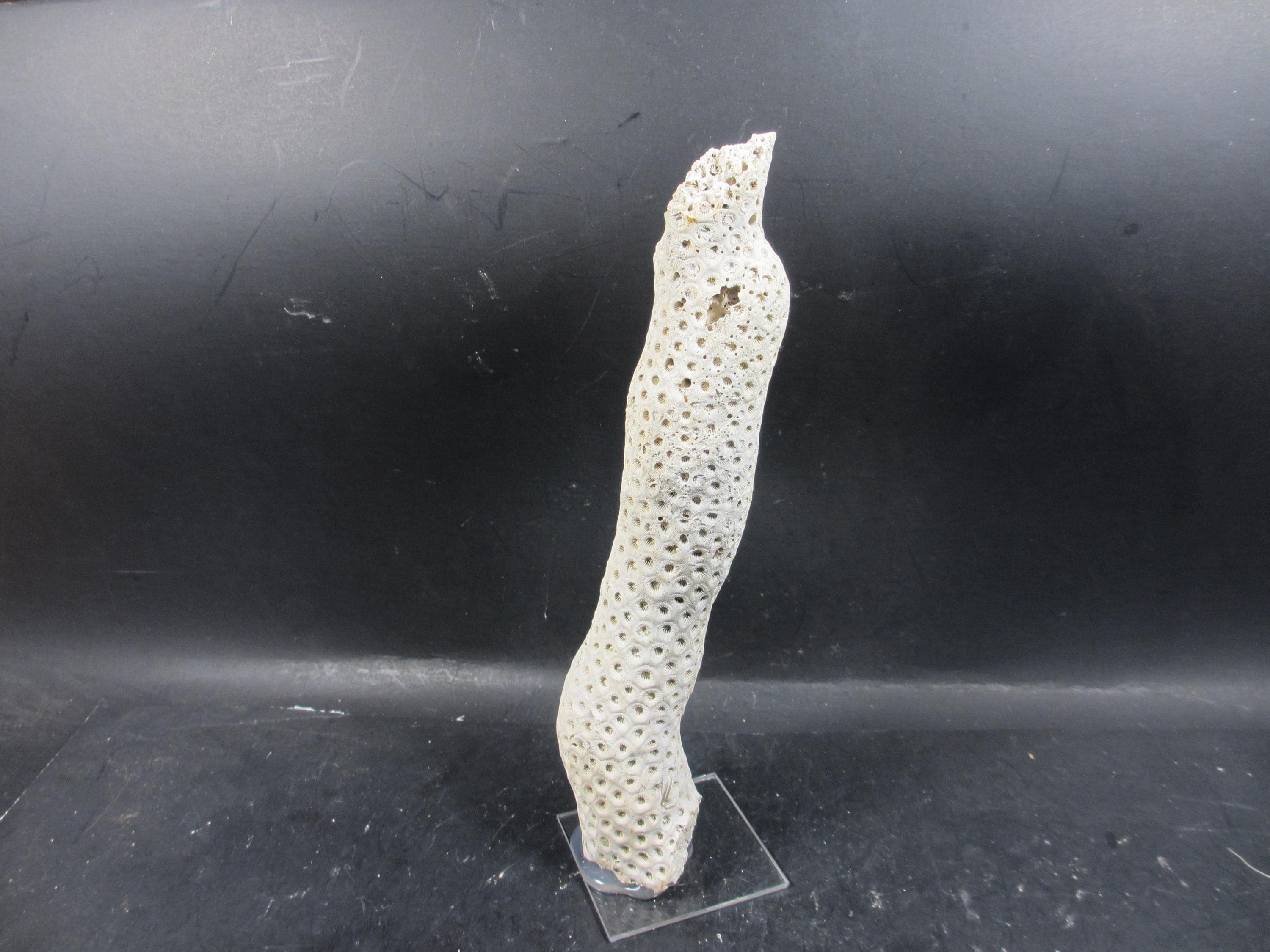 Fossil Coral Branch, Septastrea Crassa, Pliocene Specimen, Florida - Etsy