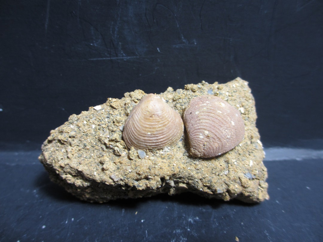 Agatized Clams in Matrix Carnelian Replaced 2 in Matrix - Etsy