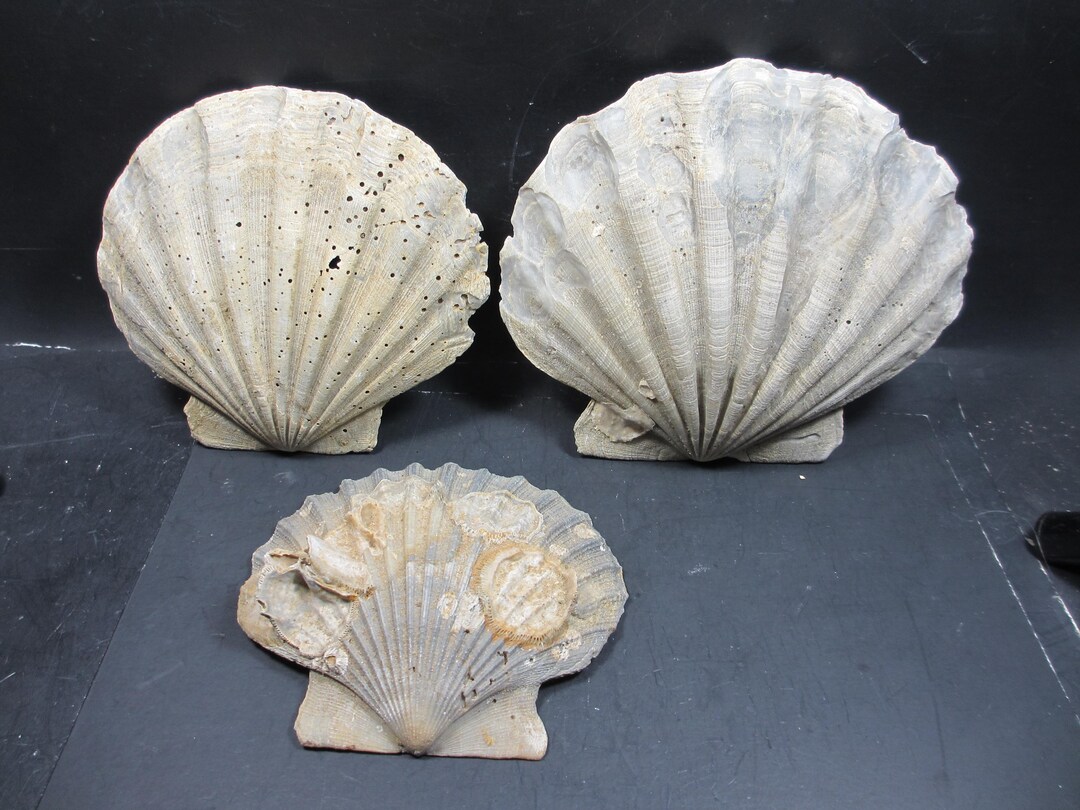 3 Fossil Scallop Shells, Complete Valves, Chesapecten Jeffersonius ...