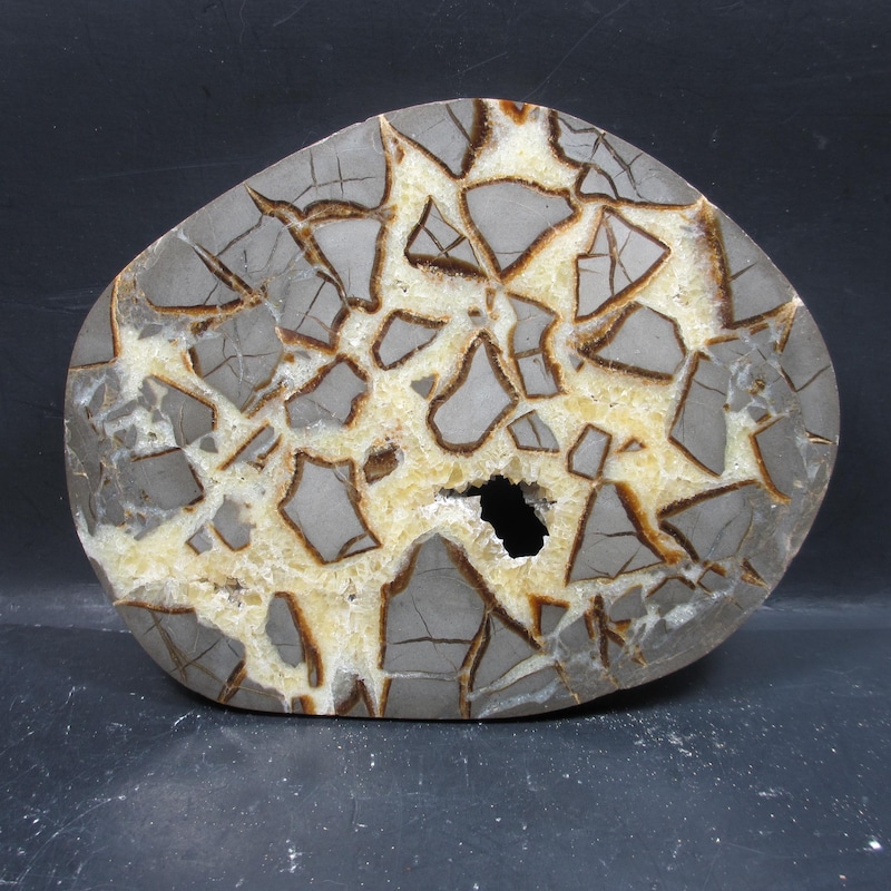 RibRiverFossils - Etsy