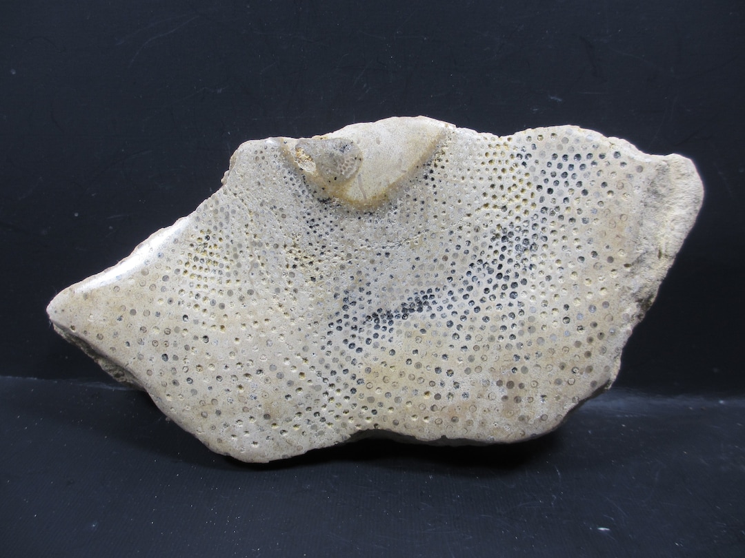 Rare Problematical Fossil, Receptaculites Oweni, MIRROR POLISHED ...