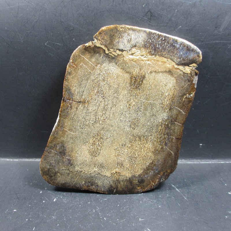 Polished Fossils - Etsy