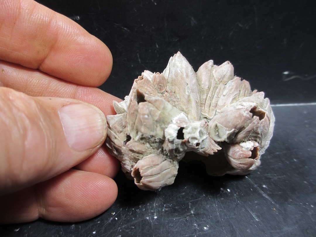 Fossil Barnacle Cluster, Complete Colony, Balanus, Pliocene ...