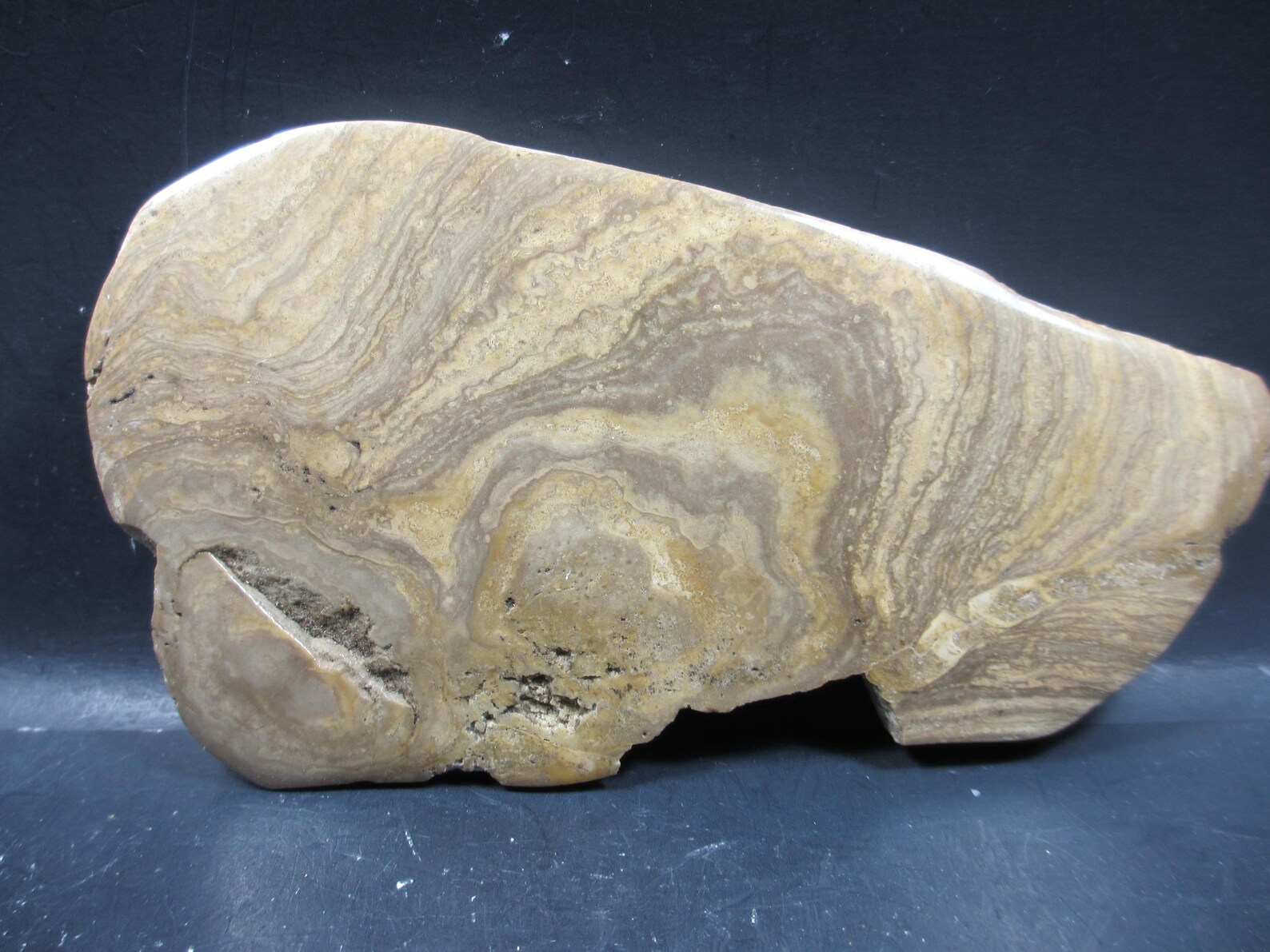 495 Million Yr Old Fossil Stromatolite, Numerous Domes,. MIRROR POLISH ...