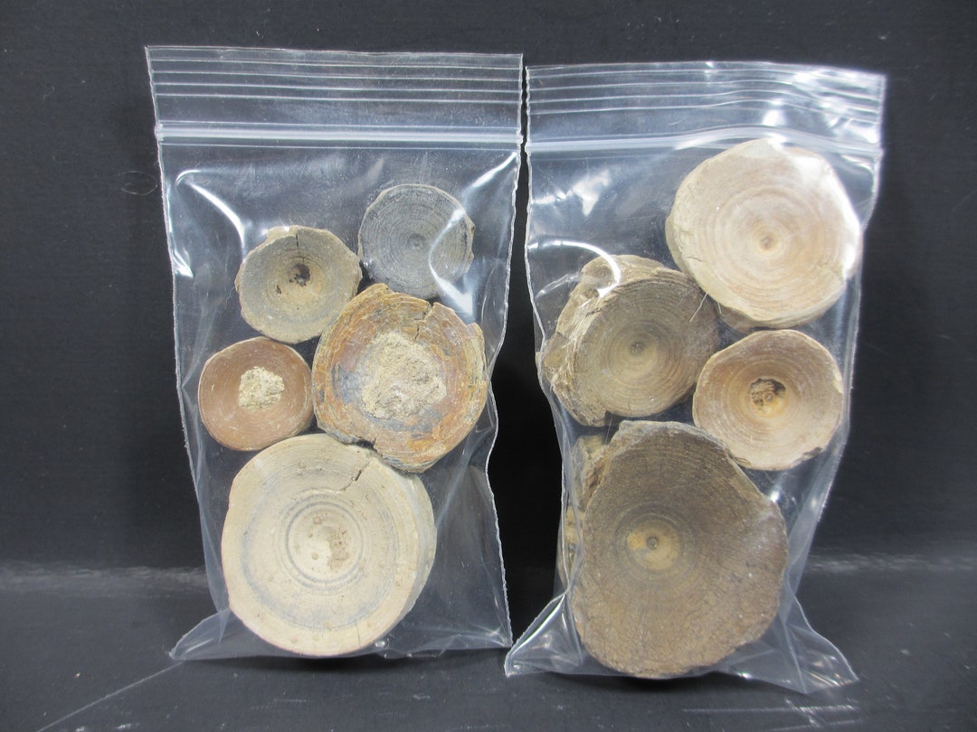 9 Shark Vertebra, Pliocene Age, Lee Creek Phosphates, Lee Creek Mine ...