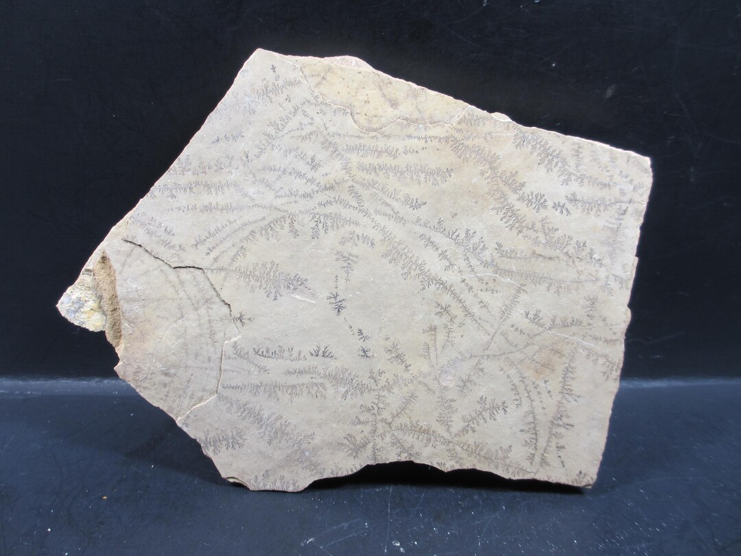 Fissural Microbialites, Dendrites, Dendritic Bacterial Colonies ...