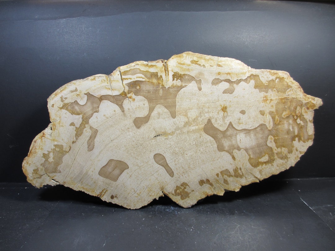 Fossil Wood, MIRROR POLISHED , Neotropical Hardwood, Pliocene Age ...