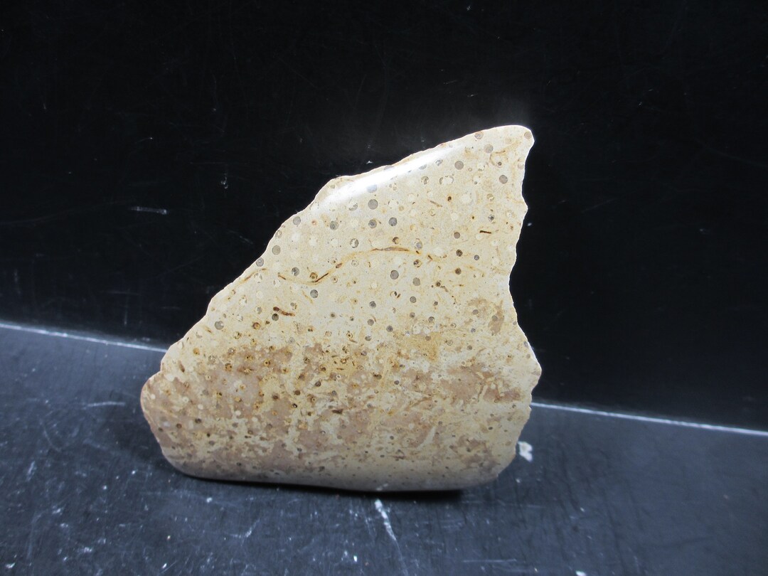 Rare Problematical Fossil, Receptaculites Oweni, MIRROR POLISHED ...