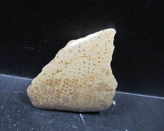 Rare Problematical Fossil, Receptaculites Oweni, MIRROR POLISHED ...