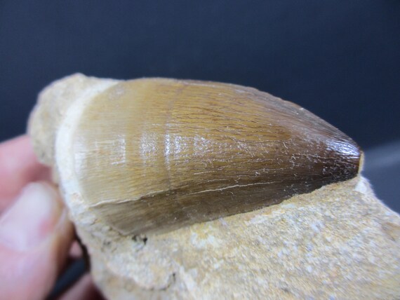 Fossil Mosasaur Tooth Exceptional Tooth 100% Natural Tooth | Etsy