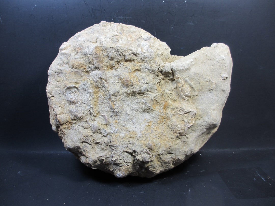 Fossil Ammonite, Mortonoceras Sp., Upper Cretaceous, Duck Creek ...