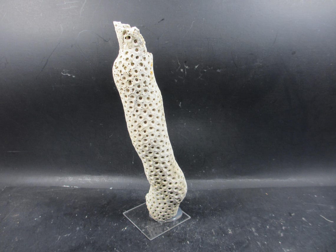 Fossil Coral Branch, Septastrea Crassa, Pliocene Specimen, Florida - Etsy