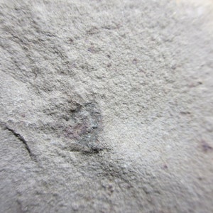 Millipede Fossil, Euphoberia Type, 4 Part Nodule, Pit 4, Francis Creek ...