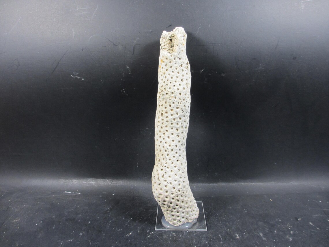 Fossil Coral Branch, Septastrea Crassa, Pliocene Specimen, Florida - Etsy