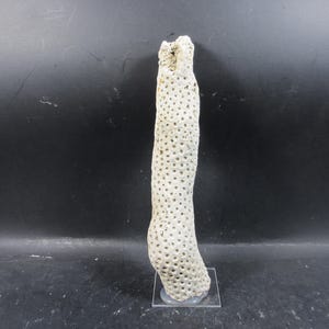 Fossil Coral Branch, Septastrea Crassa, Pliocene Specimen, Florida - Etsy