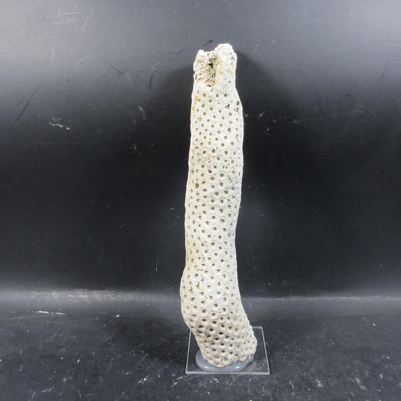 RibRiverFossils - Etsy