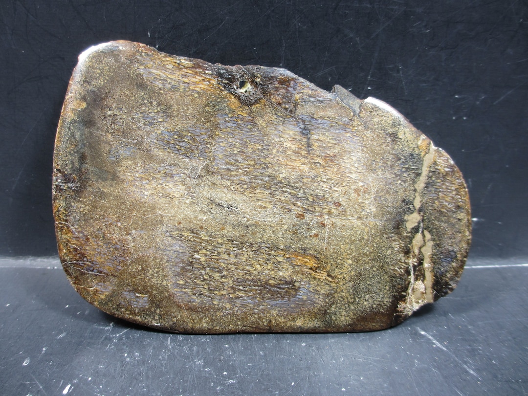 Fossil Bone, MIRROR POLISHED, Pliocene Age, Rio Del Formation, Humboldt ...