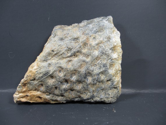 Stigmaria Arborescent Lycopod Root Tree Root Pennsylvanian - Etsy