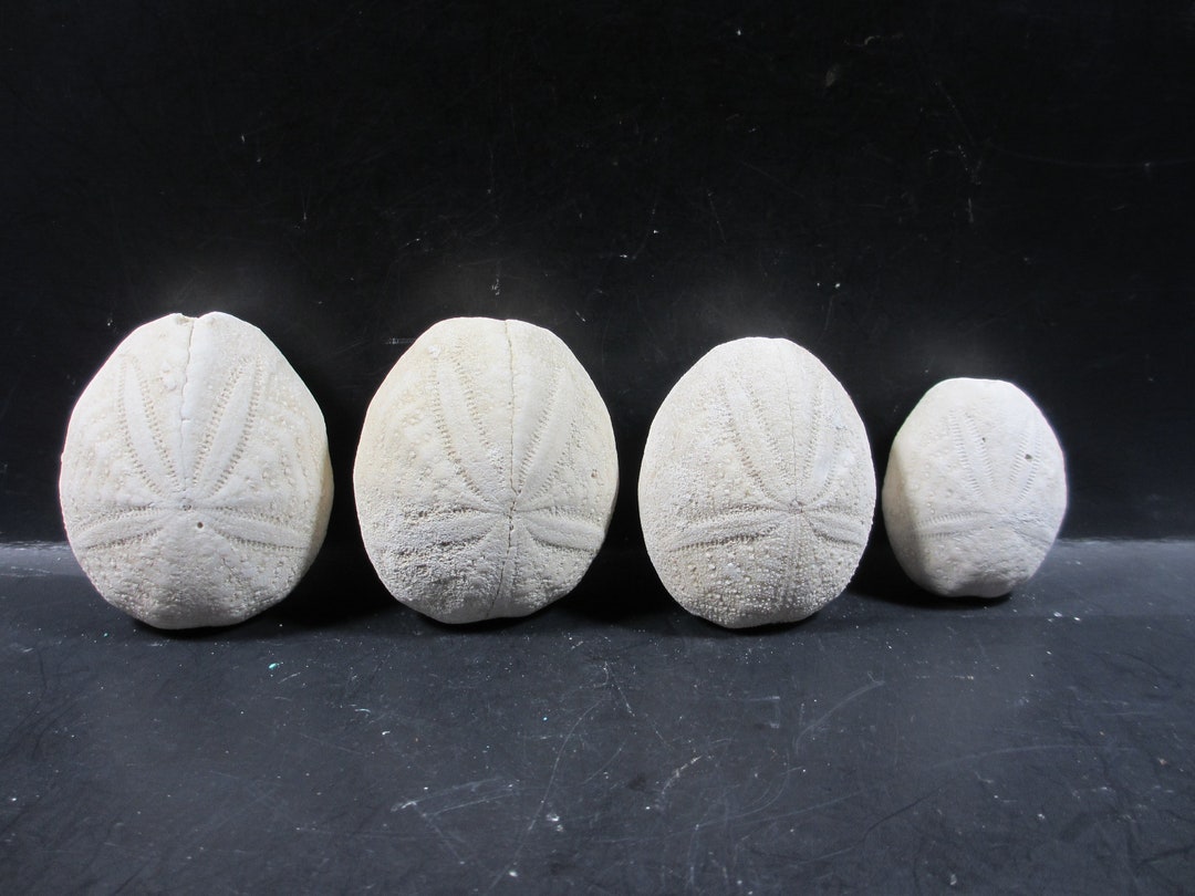 Fossil Sea Urchins, Eocene, Eupatagus Antillarum, 100% Complete ...