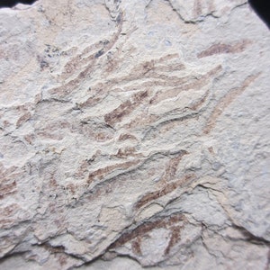 Fossil Insects, Hover Fly Larvae, 25 + Larvae + Beetle, Great Contrast ...