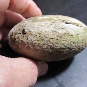 Millipede Fossil, Euphoberia Type, 4 Part Nodule, Pit 4, Francis Creek ...