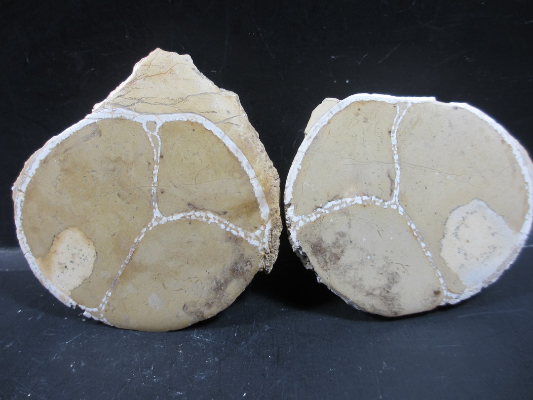 Crinoid Float Bulb, Float Cut in Half, Devonian, MIRROR POLISHED ...