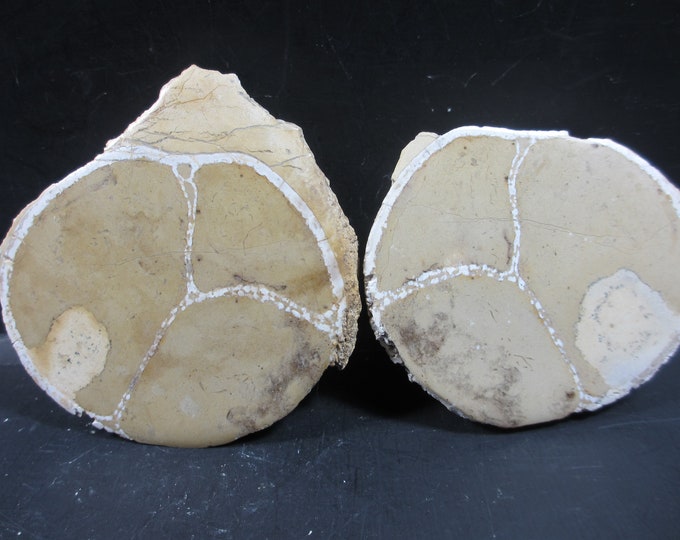 Crinoid Float Bulb, Float Cut in Half, Devonian, MIRROR POLISHED ...