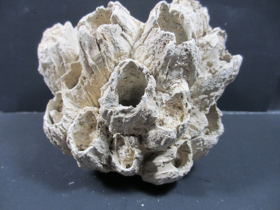 Fossil Barnacle Cluster, Large and Complete, Chesconcavus Tamiamiensis ...