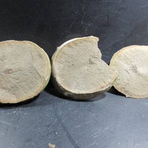 Millipede Fossil, Euphoberia Type, 4 Part Nodule, Pit 4, Francis Creek ...