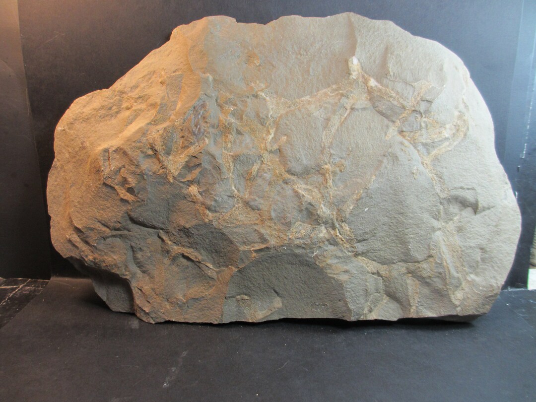 Fossil Sponges. Exceptional Display Sepcimen. Fine Preservation and ...