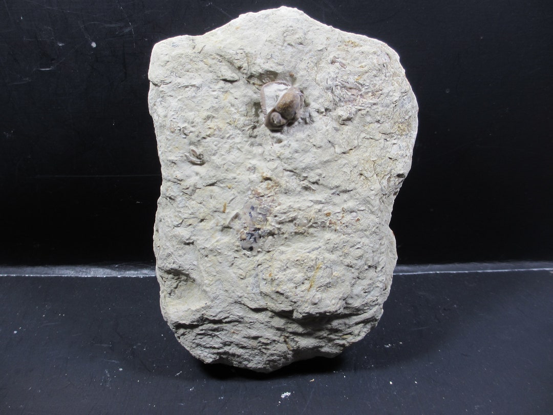 Rolled Trilobite in Natural Matrix. Kainops Invius, Lower Devonian ...