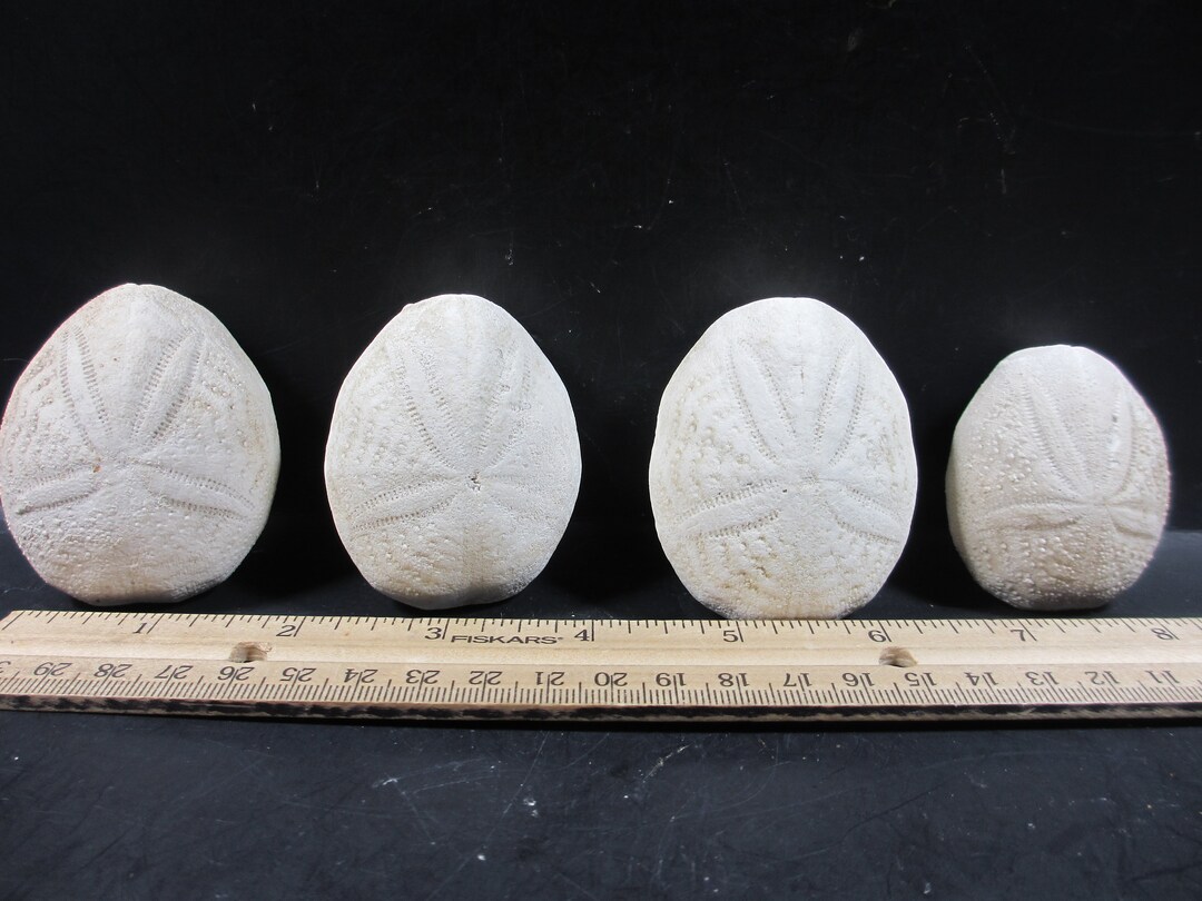 Fossil Sea Urchins, Eocene, Eupatagus Antillarum, 100% Complete ...