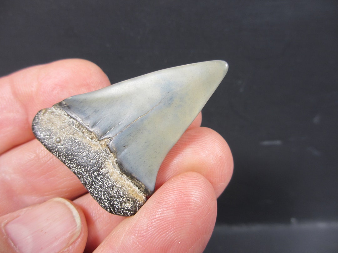 Fossil White Shark Tooth, Carcharodon isurus Hastalis, Complete Tooth ...