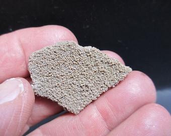 Dinosaur Egg Shell Section, Saltasaurus, Late Cretaceous, Fine ...