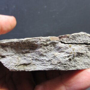 Fossil Tree Fern Bark, Lepidodendron Carbonized Bark, 3-D Detail ...