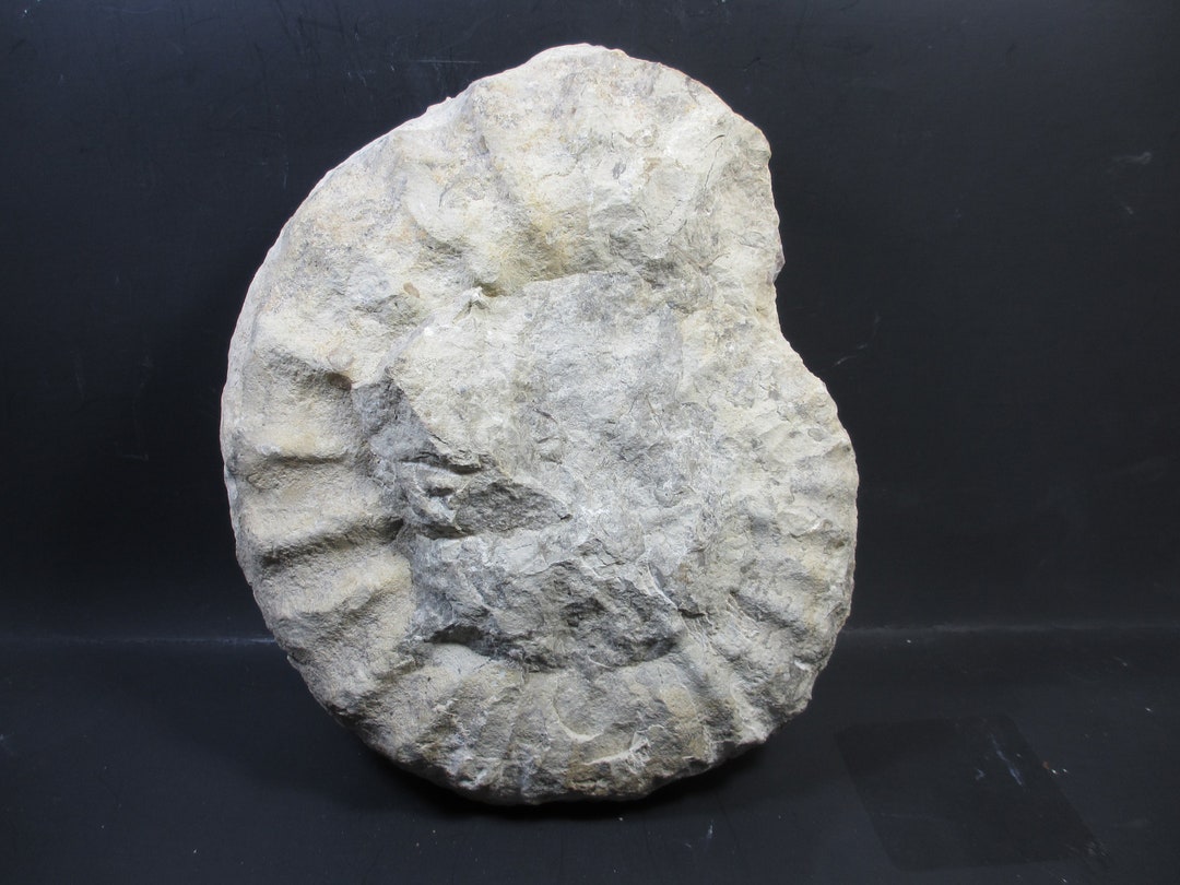Fossil Ammonite, Mortonoceras Sp., Upper Cretaceous, Duck Creek ...
