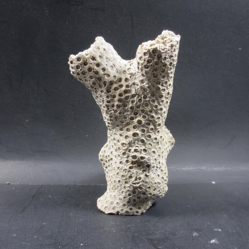 RibRiverFossils - Etsy